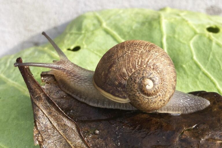 Campaign Launched to Find Mate for Rare Left-Coiled Snail - ONLINESPACENEWS