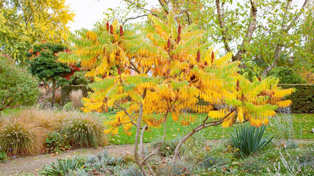 Discover Top Shrubs for Stunning Autumn Foliage Displays - ONLINESPACENEWS