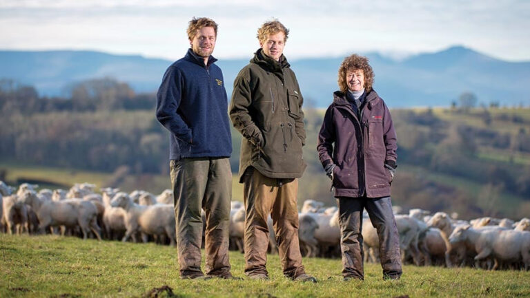 Welsh Sheep Genetics Programme Drives Financial Gains for Farmers ...